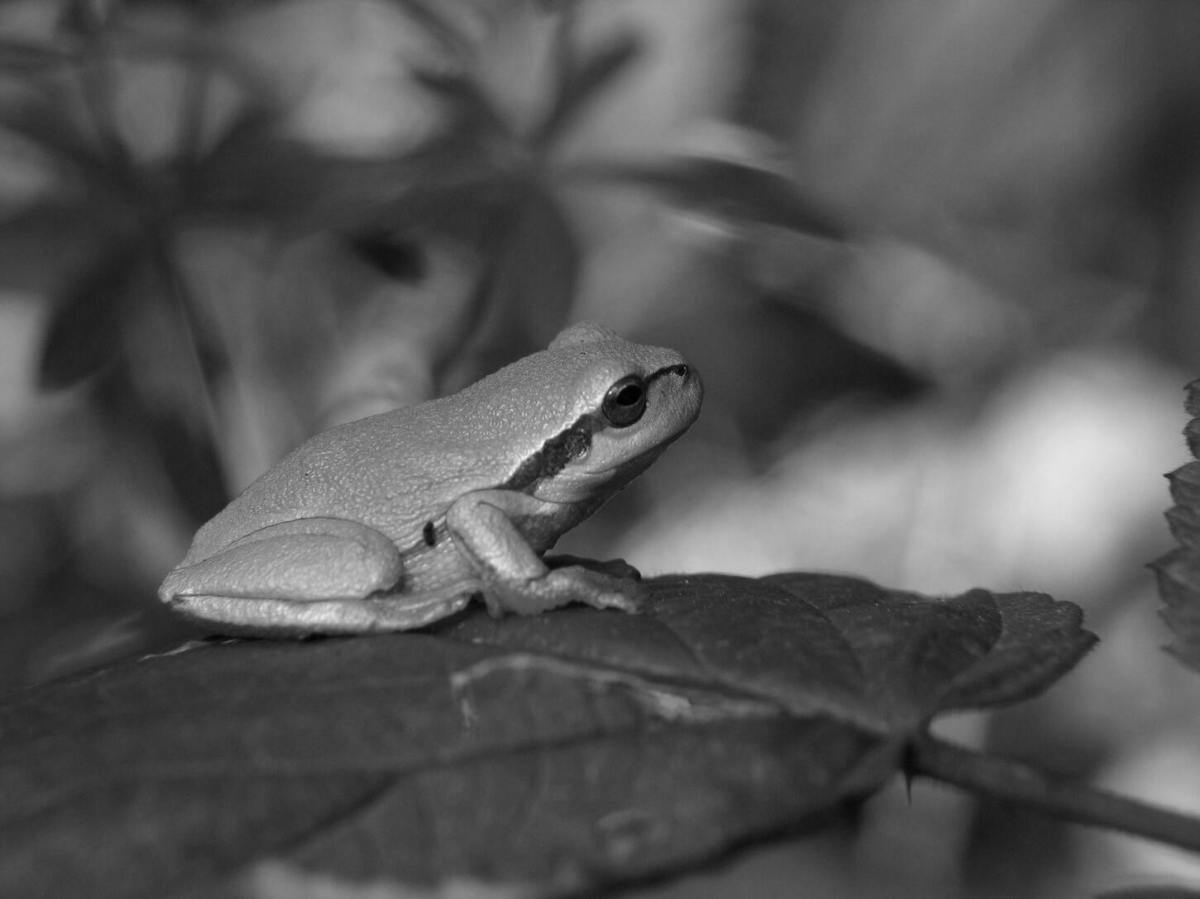 A Case Study on BDAR Compliance: Planners North v Ballina Council – The ...